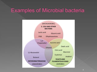 Microbial fermentation By Aneela Saleem | PPT