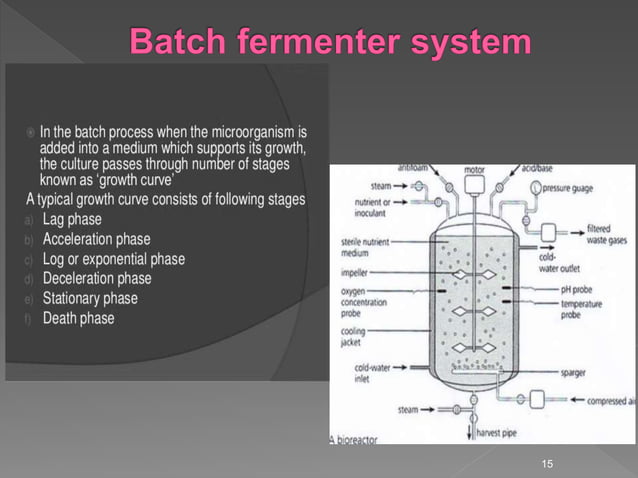 Microbial fermentation By Aneela Saleem | PPT