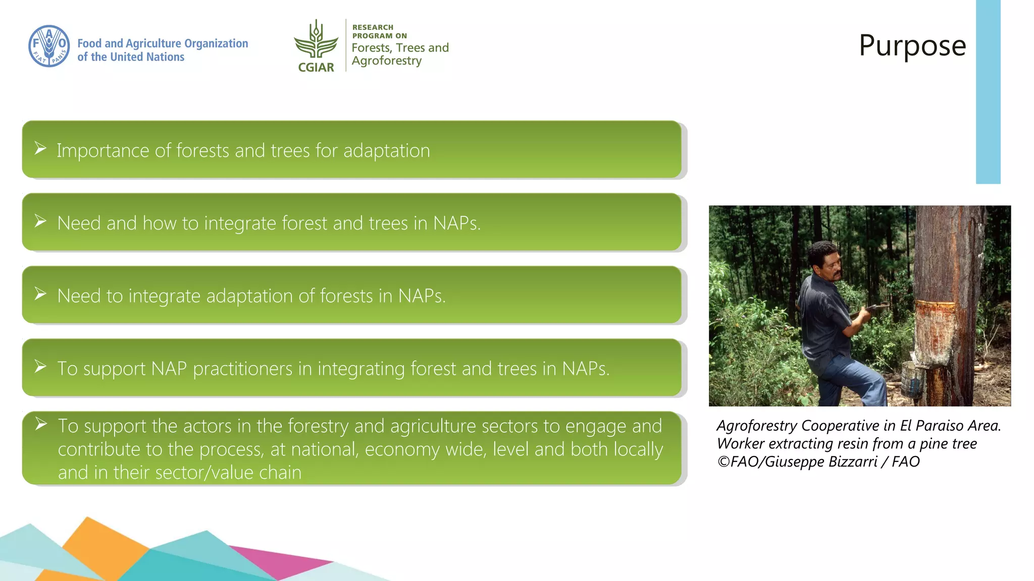 Addressing agriculture, forestry and fisheries in national adaptation ...