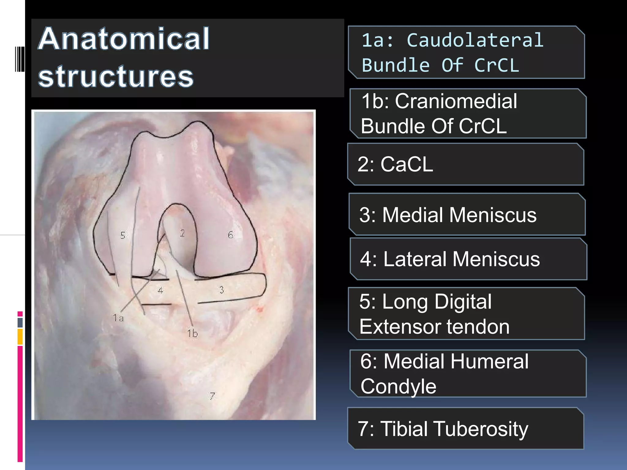 Management of cruciate ligaments in dogs.pdf