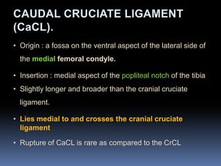 Management of cruciate ligaments in dogs.pdf
