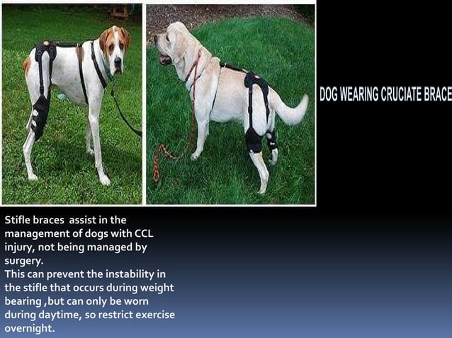 Management of cruciate ligaments in dogs.pdf