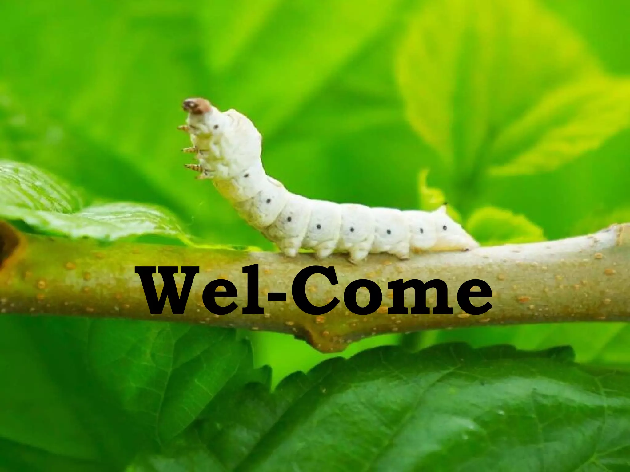 Sericulture; Rearing and Economics | PPT