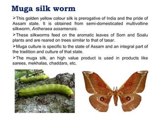 Sericulture; Rearing and Economics | PPT