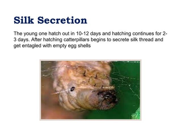 Sericulture; Rearing and Economics | PPT