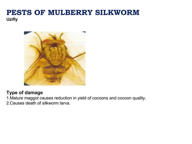 Sericulture; Rearing and Economics | PPT