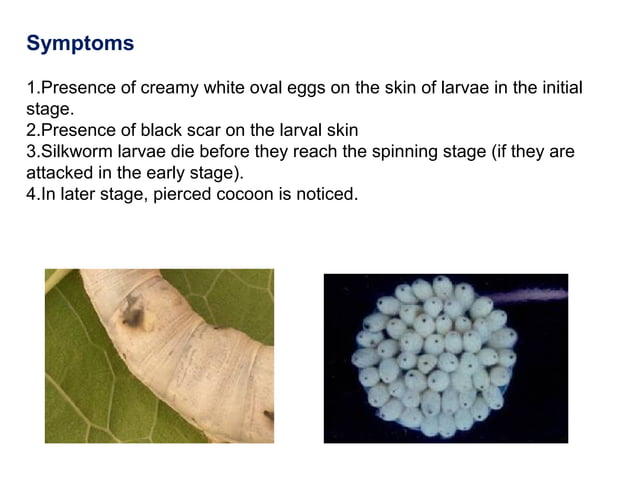Sericulture; Rearing and Economics | PPT