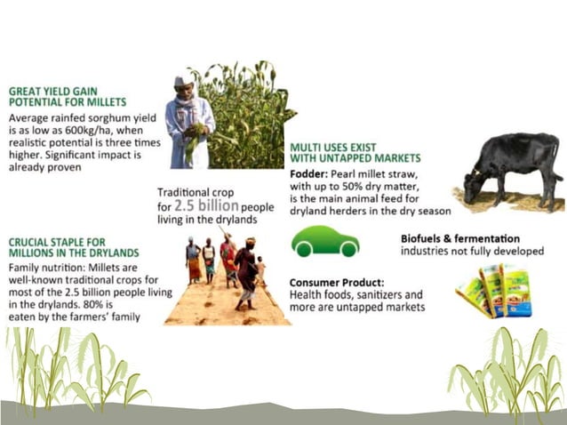Status, Scope and challenges in Millet processing | PPTX | Commodities ...
