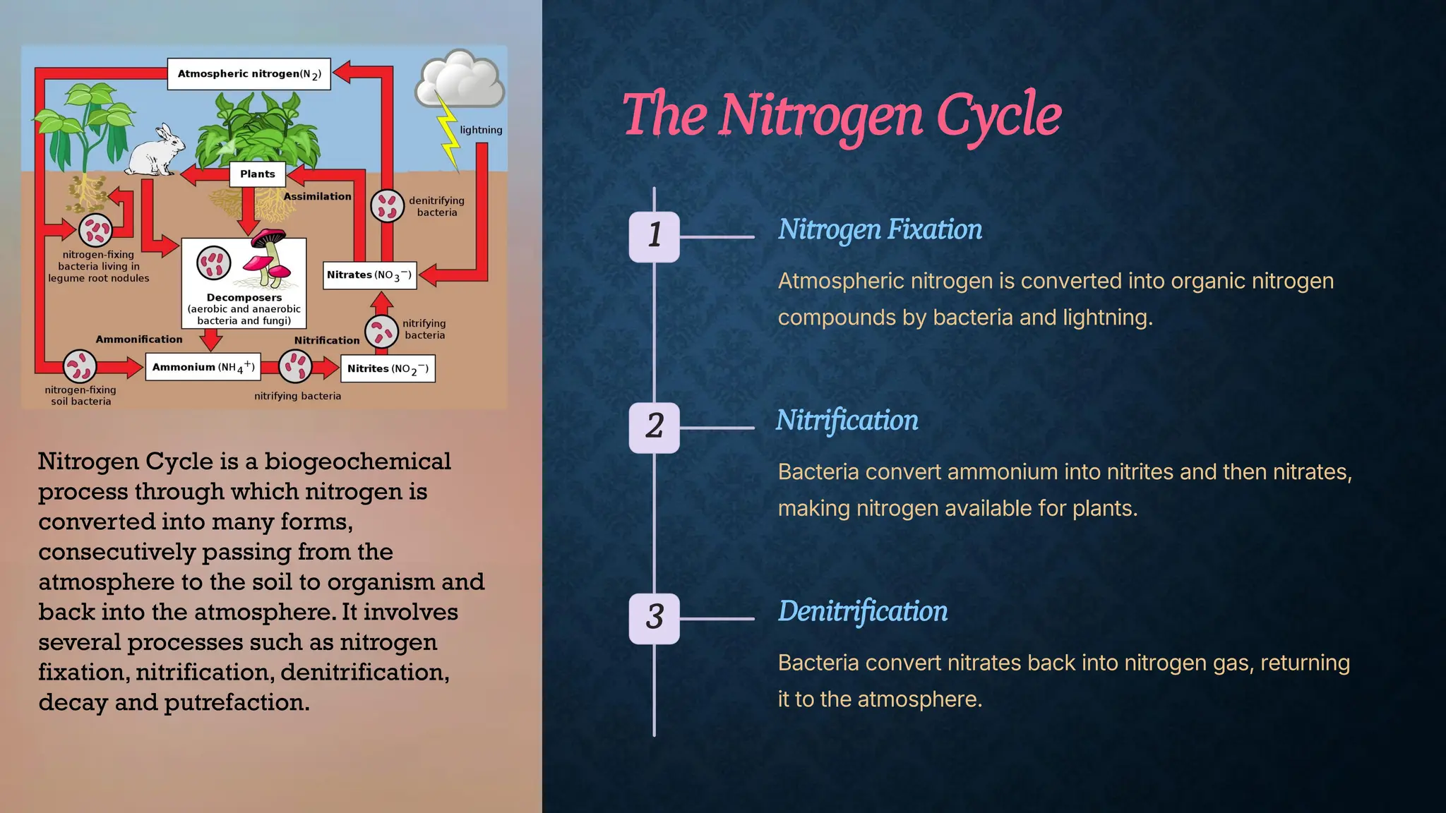 Nitrogen , sulphur, phosphorus cycle PPT PDF.pdf