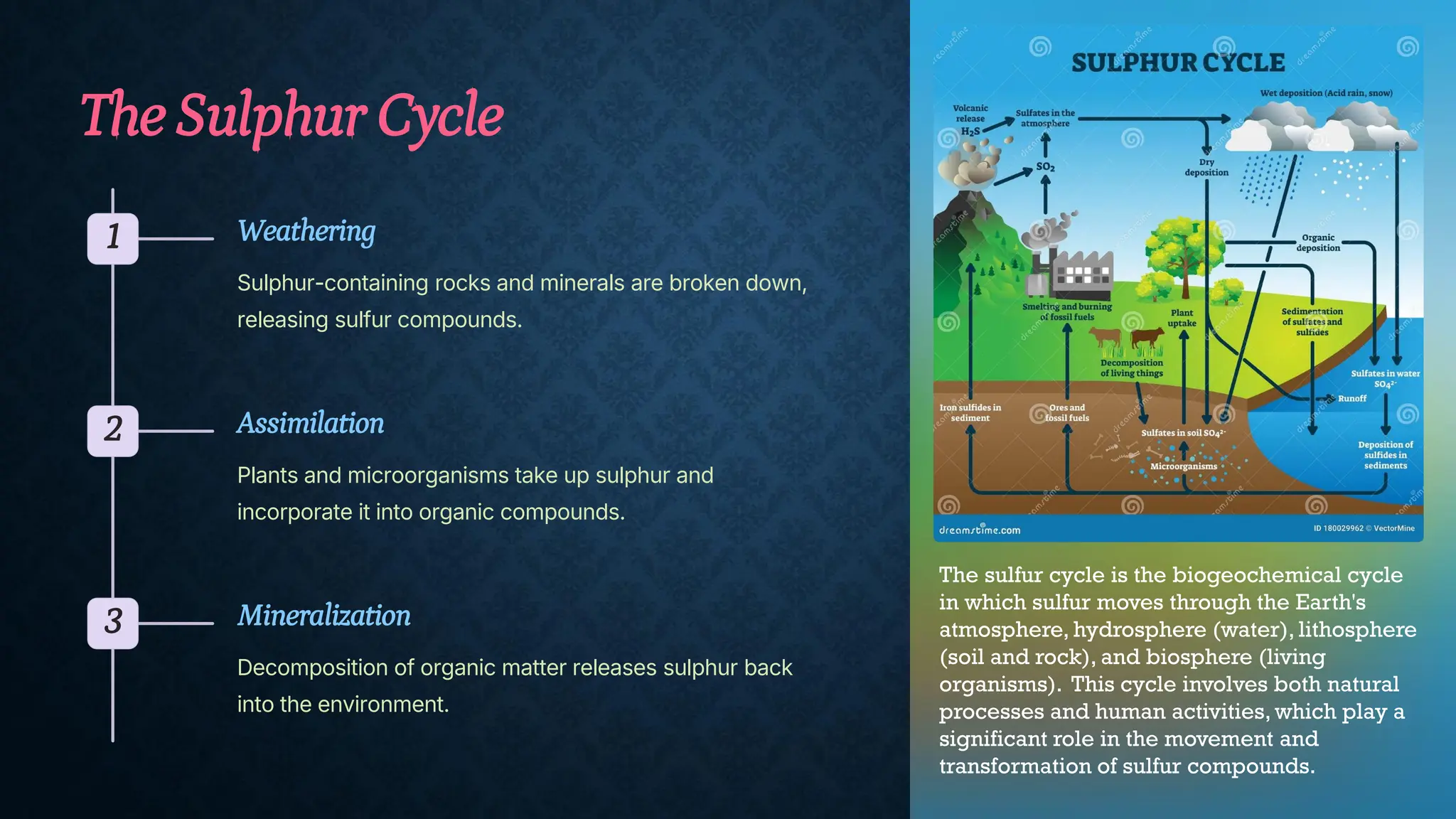 Nitrogen , sulphur, phosphorus cycle PPT PDF.pdf
