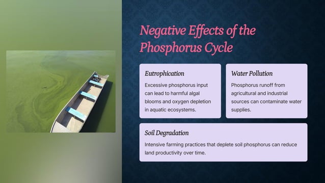 Nitrogen , sulphur, phosphorus cycle PPT PDF.pdf