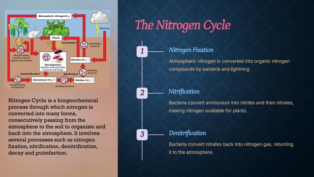 Nitrogen , sulphur, phosphorus cycle PPT PDF.pdf