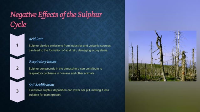 Nitrogen , sulphur, phosphorus cycle PPT PDF.pdf