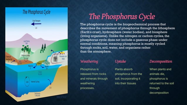 Nitrogen , sulphur, phosphorus cycle PPT PDF.pdf