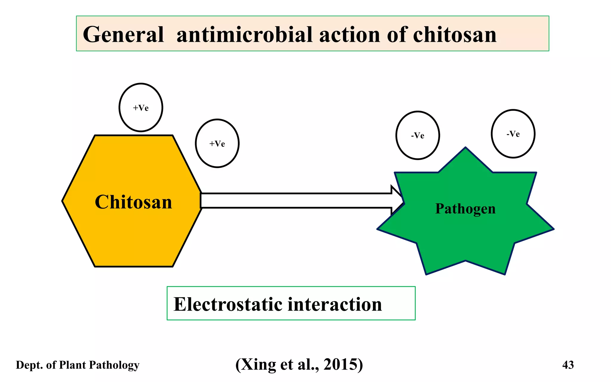 Role of chitosan in Post Harvest Disease Management | PPTX