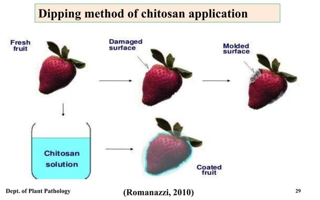 Role of chitosan in Post Harvest Disease Management | PPT