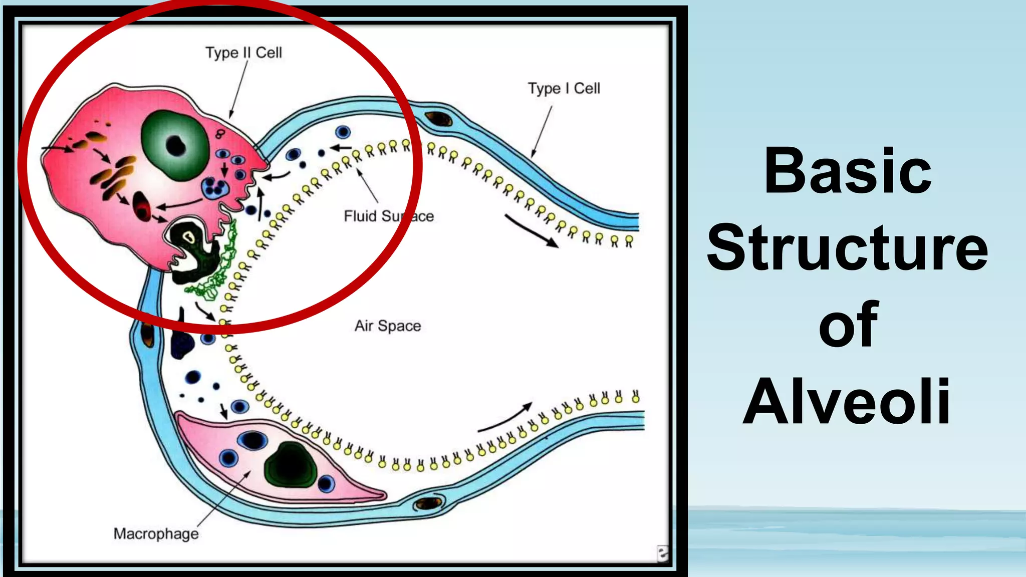 Respiratory physiology & Respiratory Distress syndrome in a newborn. | PPSX