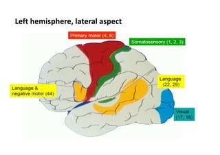 semiological classification of seizure, localisation and lateralisation ...