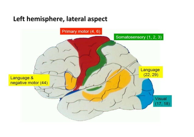 semiological classification of seizure, localisation and lateralisation ...