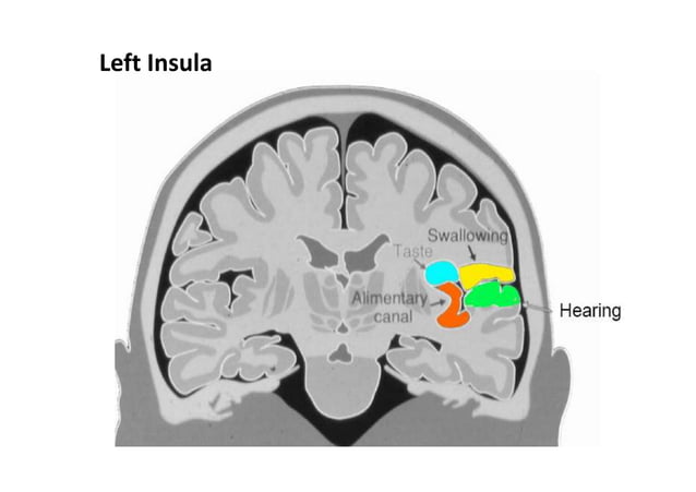 semiological classification of seizure, localisation and lateralisation ...
