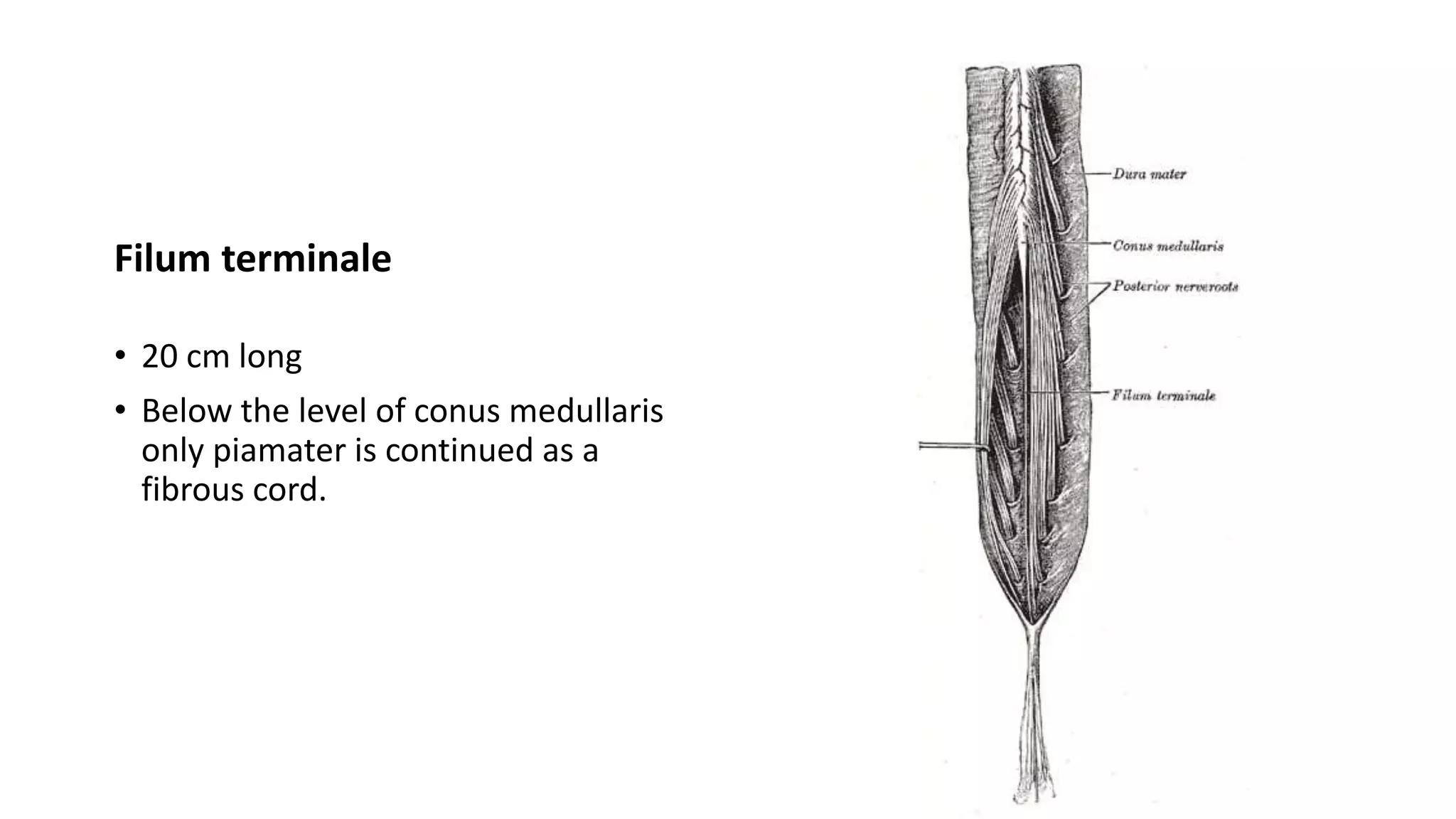 Spinal cord disorders.pptx
