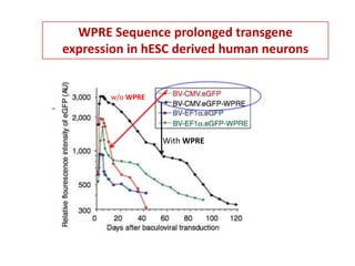 Final+ppt+viral+vectors+ | PPTX