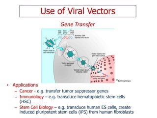 Final+ppt+viral+vectors+ | PPTX