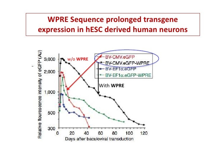 Captivating Wpre Vector Photos