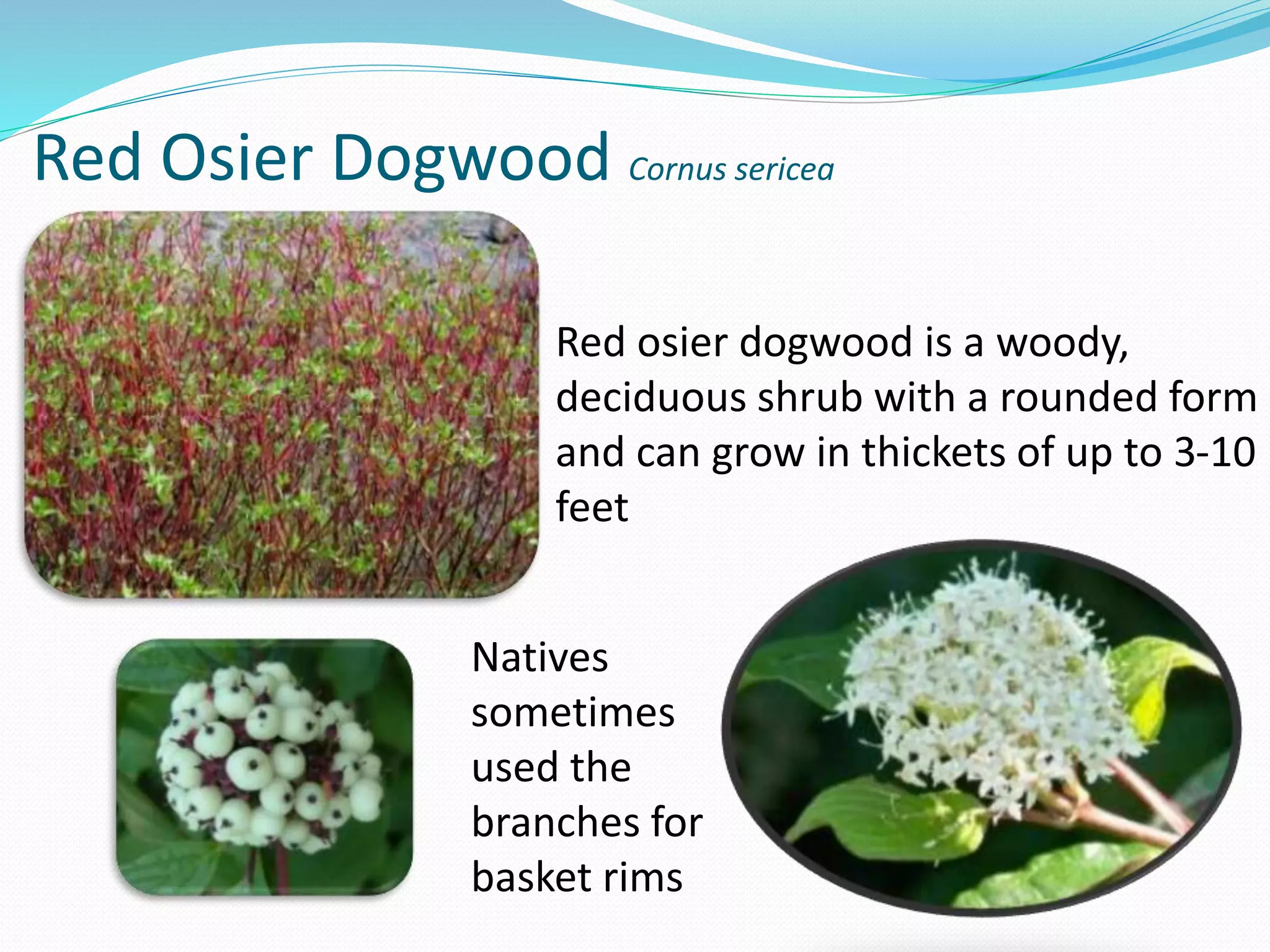 Ohop Tree Planting-middle school | PPT
