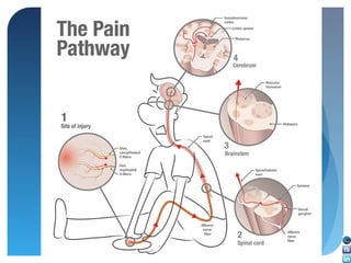 Pain management | PPT