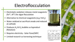 Algal Harvesting in the Partitioned Aquaculture System | PPTX