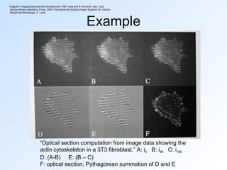 Alternatives to Point-Scan Confocal Microscopy | PPT