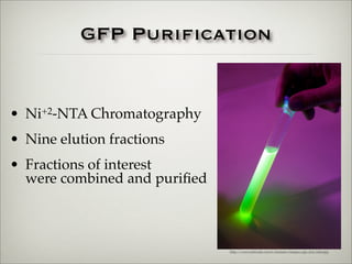 GFP (Green Fluorescent Protein) Presentation | PDF