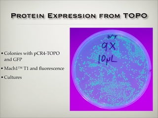 GFP (Green Fluorescent Protein) Presentation | PDF