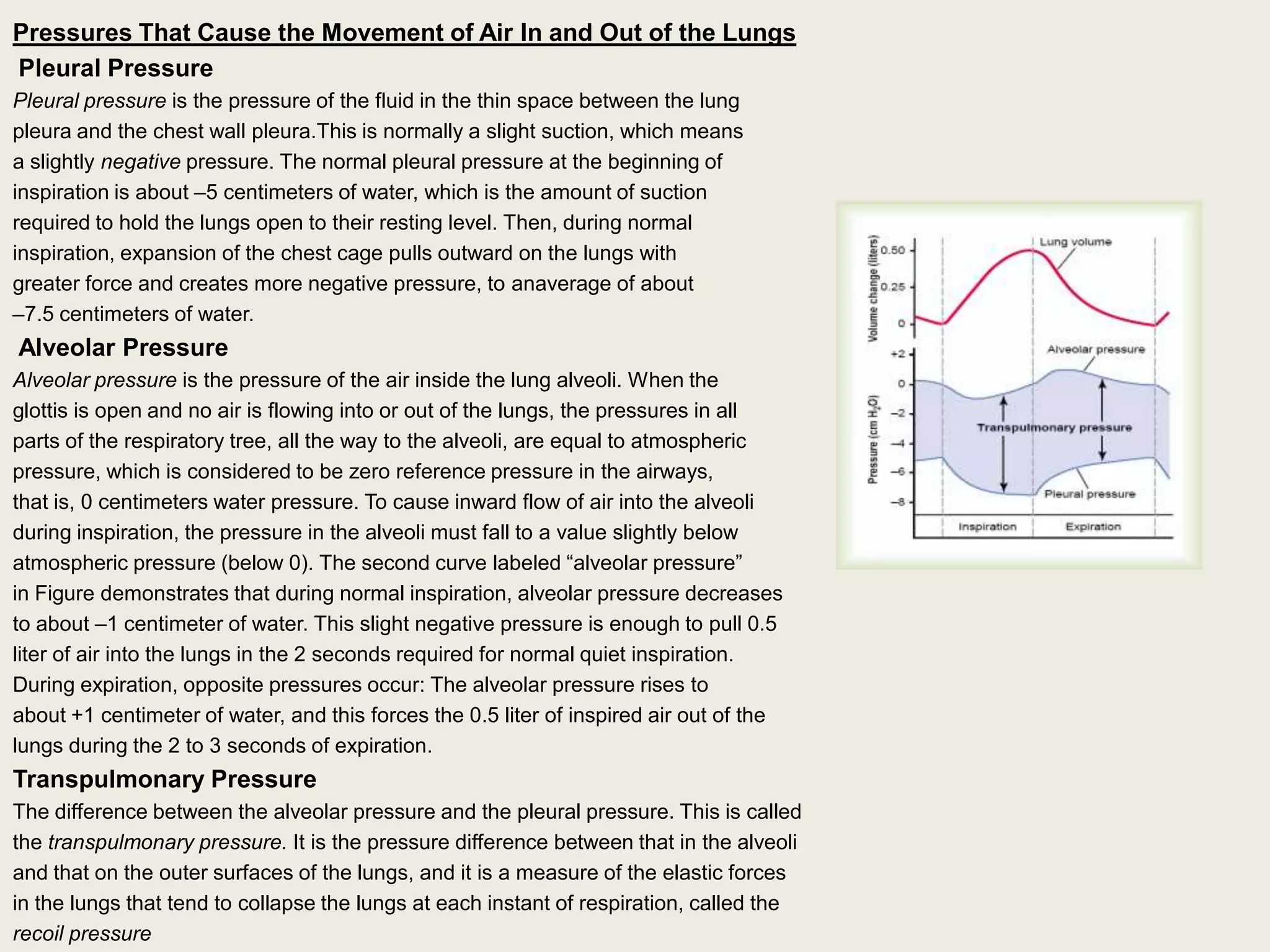 Pulmonary Ventilation (physiology) | PPTX