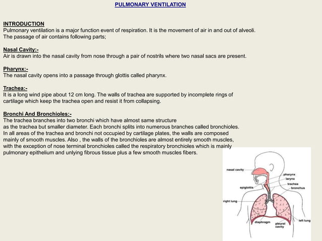 Pulmonary Ventilation (physiology) | PPTX