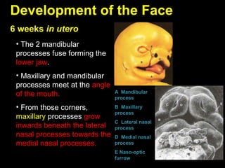 Maxillary Process Embryology