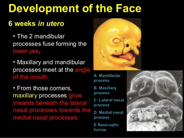 (Lec 3) Embryology - development of the maxillofacial complex