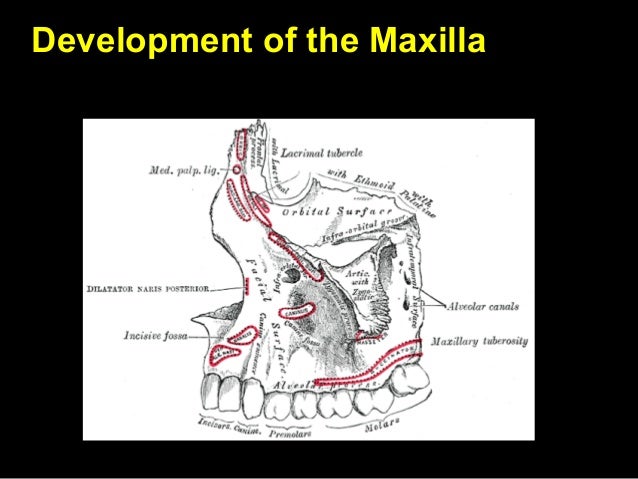 (Lec 3) Embryology - development of the maxillofacial complex