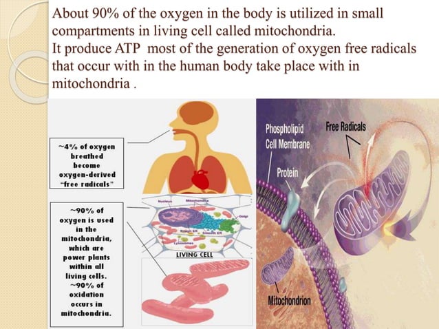 Defence mechanism of antioxidant in Human Body | PPTX | Chemistry | Science