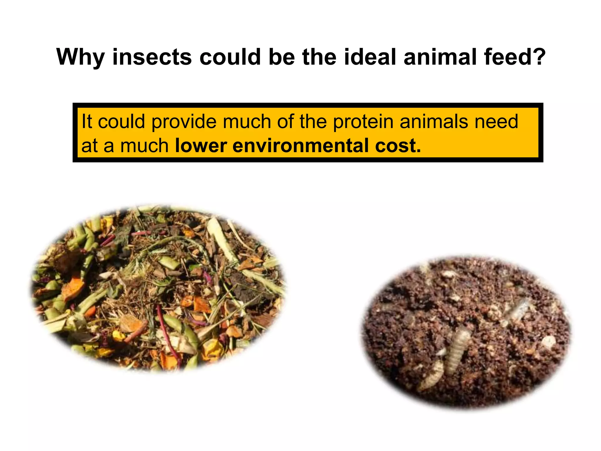 Fish meal feed replacement for the aquaculture with insect meal | PPTX