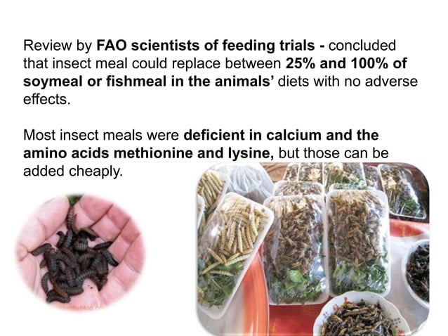 Fish meal feed replacement for the aquaculture with insect meal | PPT