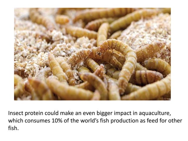 Fish meal feed replacement for the aquaculture with insect meal | PPT