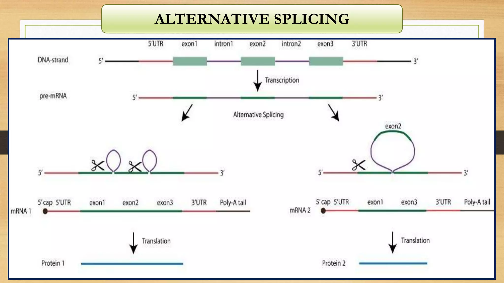 Alternative splicing : mechanism and regulation | PPTX