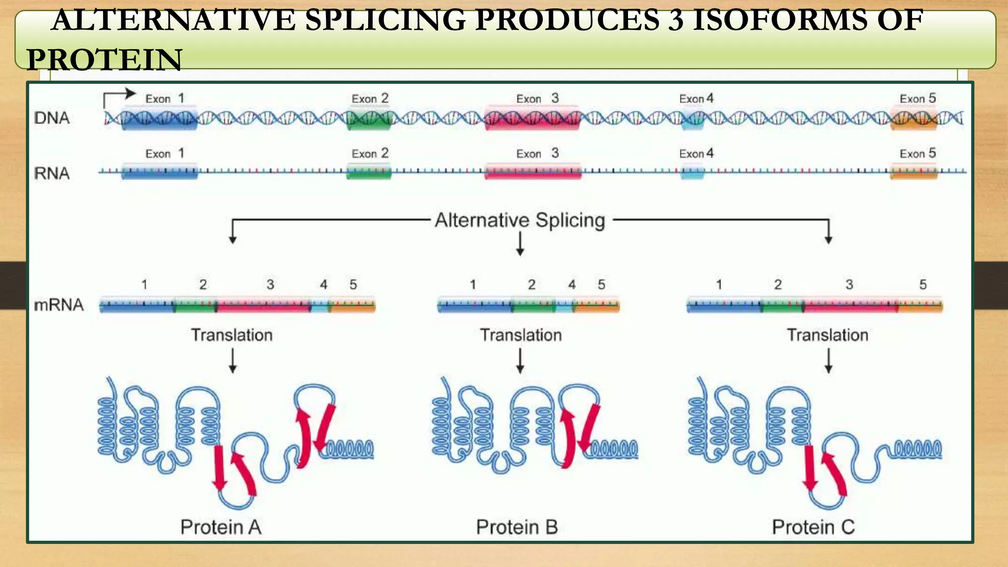 Alternative splicing : mechanism and regulation | PPTX