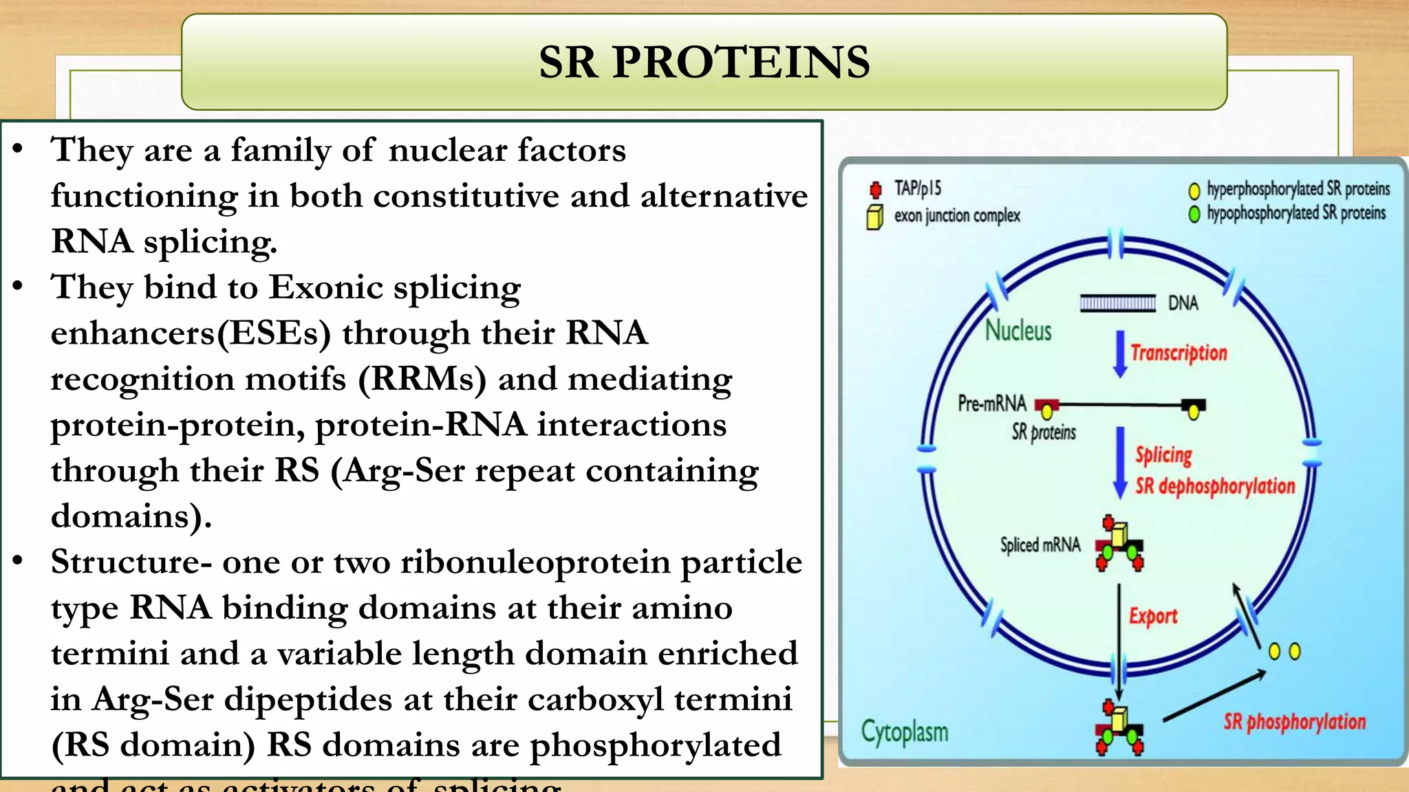 Alternative splicing : mechanism and regulation | PPTX