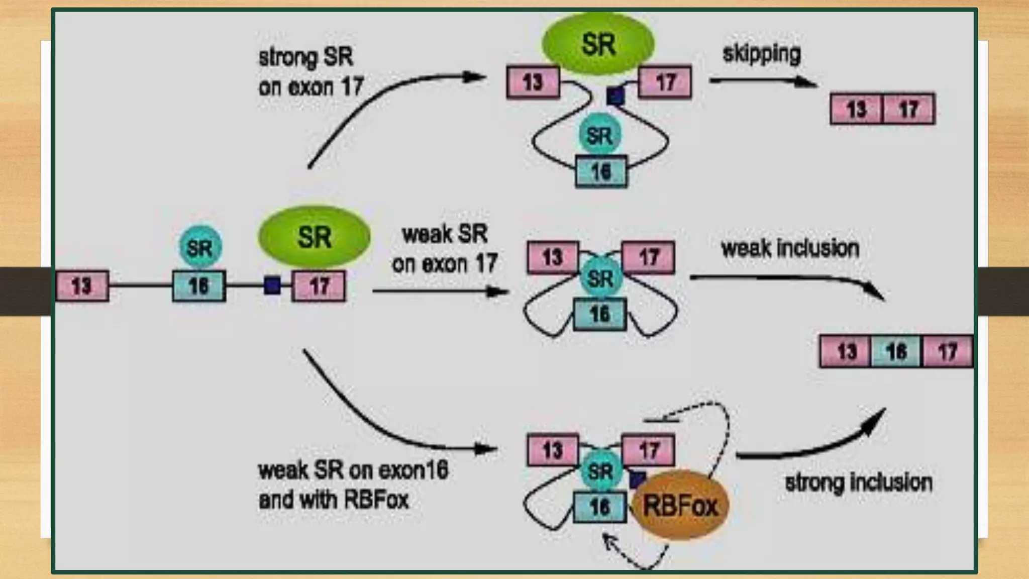 Alternative splicing : mechanism and regulation | PPTX