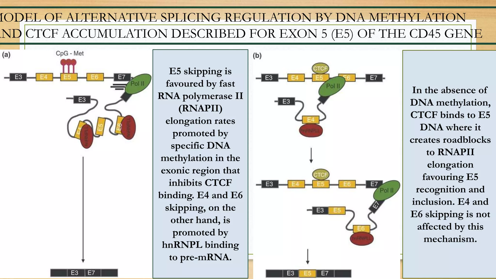 Alternative splicing : mechanism and regulation | PPTX