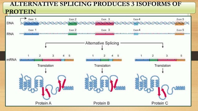 Alternative splicing : mechanism and regulation | PPTX