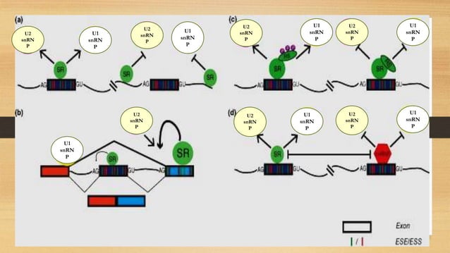 Alternative splicing : mechanism and regulation | PPTX
